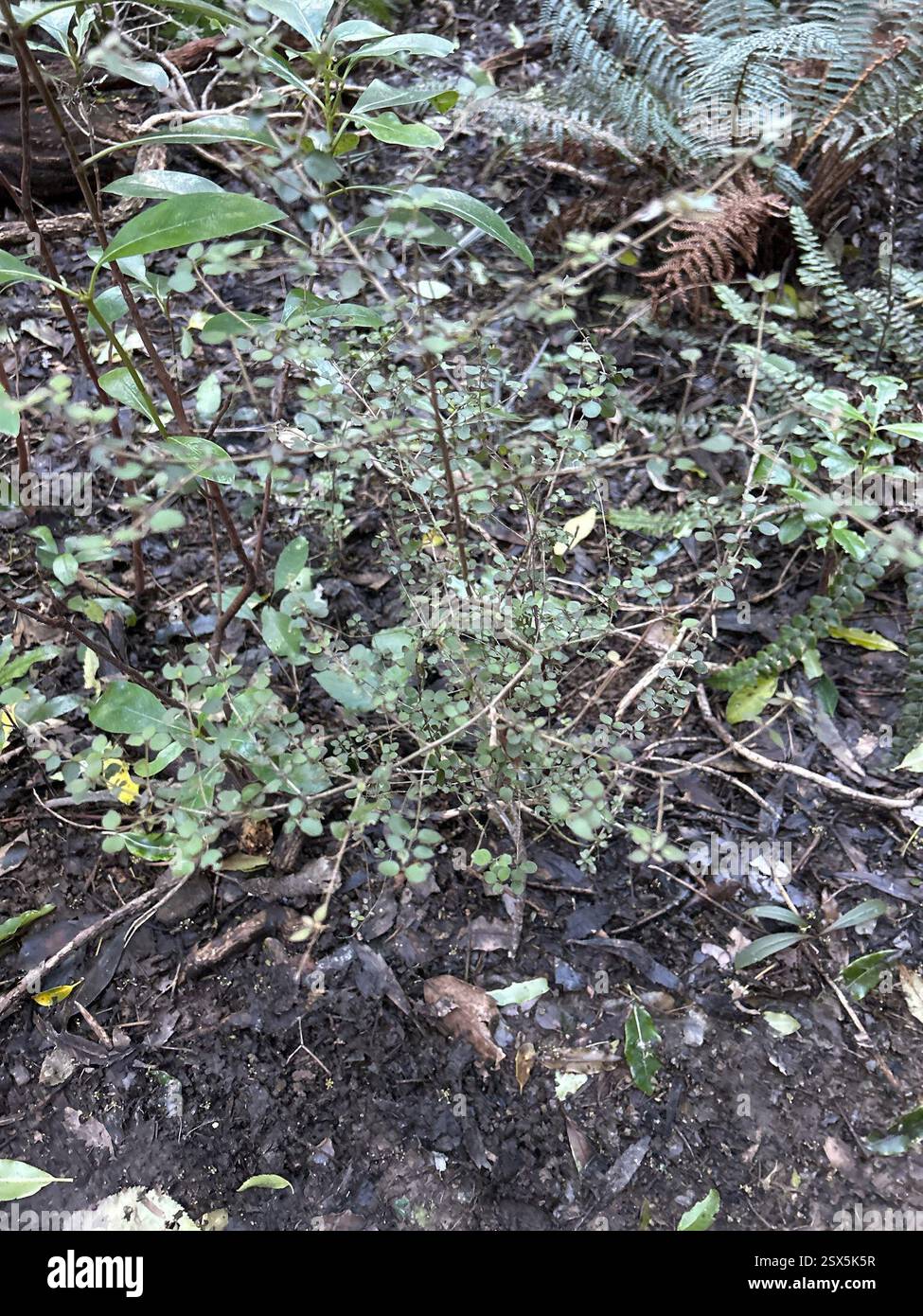 Twiggy coprosma (Coprosma rhamnoides), Plantae, Omahu Bush Reserve, Tai ...