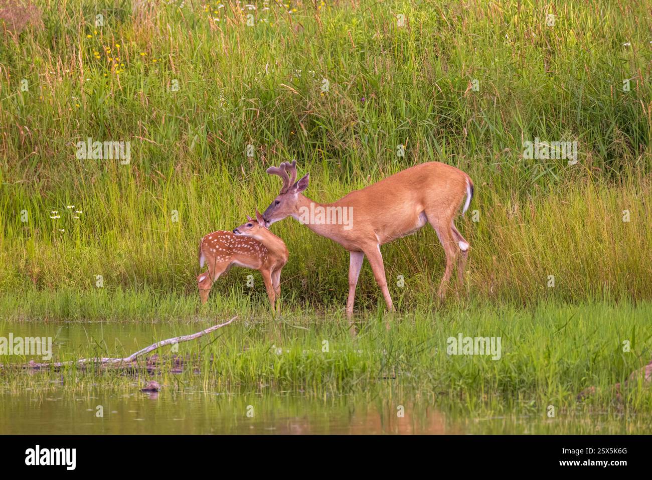 Whitetails grooming hi-res stock photography and images - Alamy