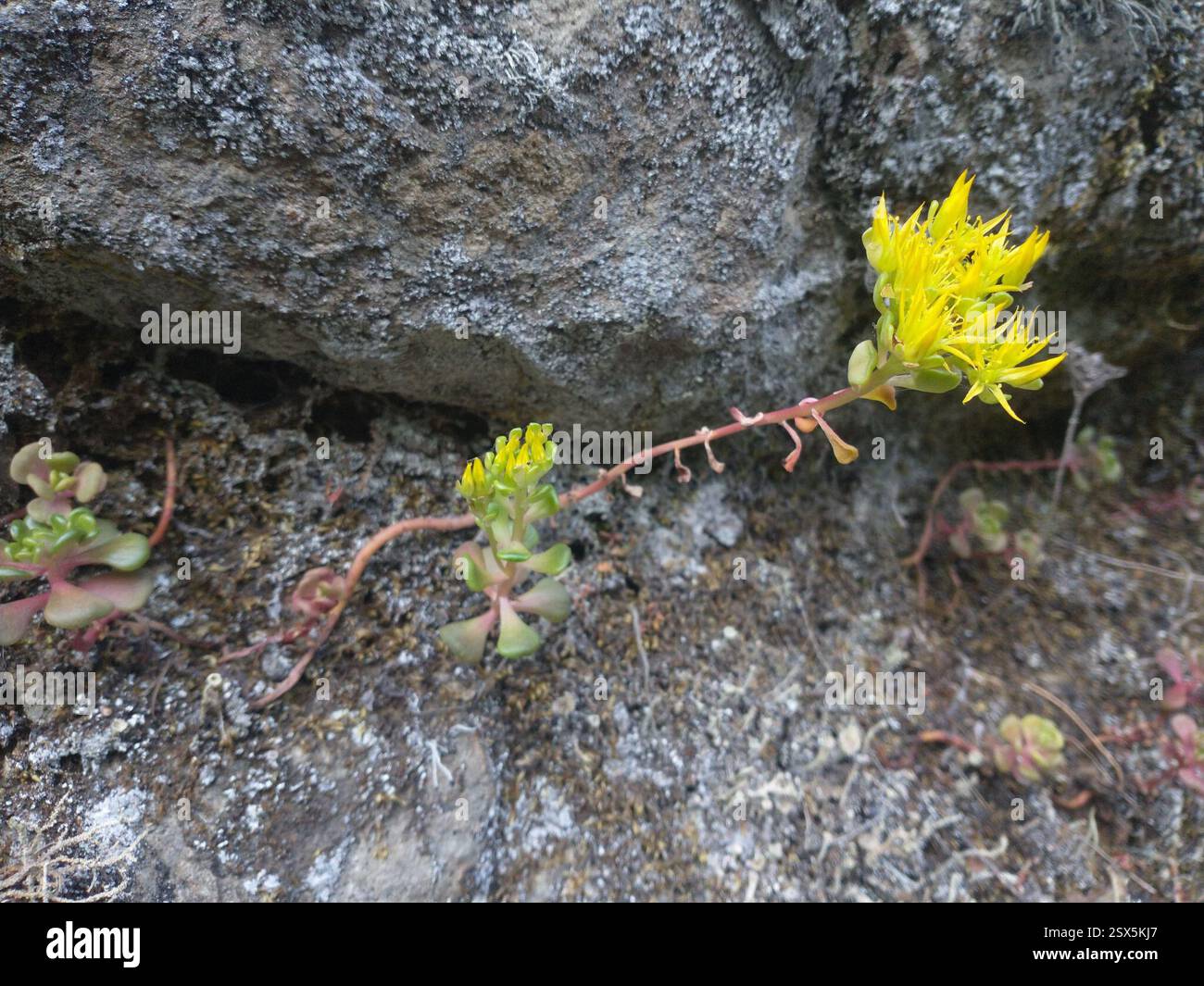 Willamina oregon hi-res stock photography and images - Alamy