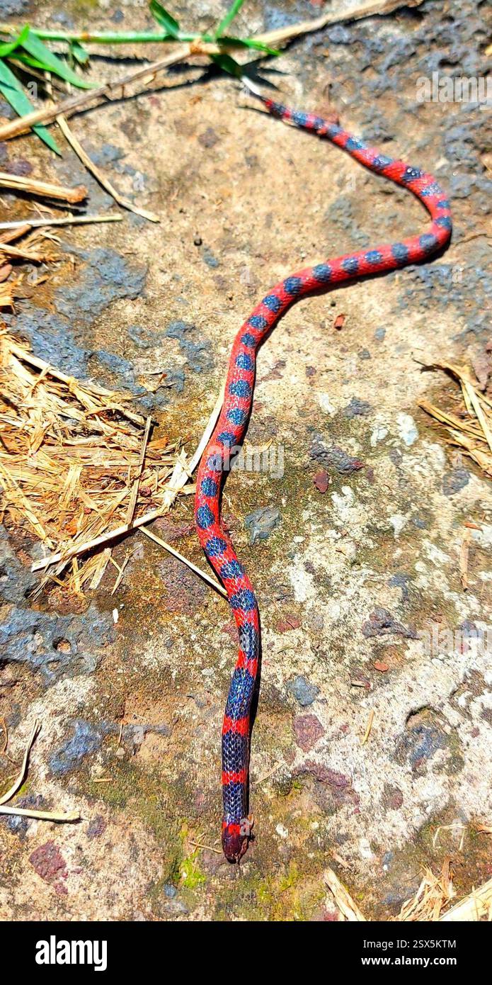 Coral Earth Snake (Geophis semidoliatus), Reptilia, La Pitaya, Xalapa ...