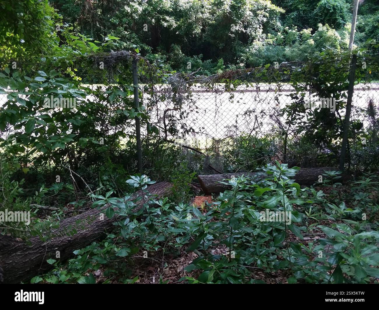 dicots (Magnoliopsida), Plantae, Windsor Forest, Savannah, GA, USA ...