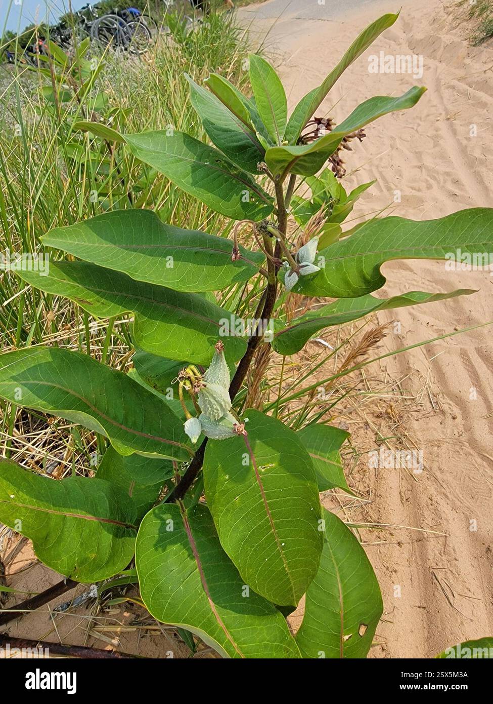 common milkweed (Asclepias syriaca), Plantae, Glen Arbor, MI 49636, USA ...