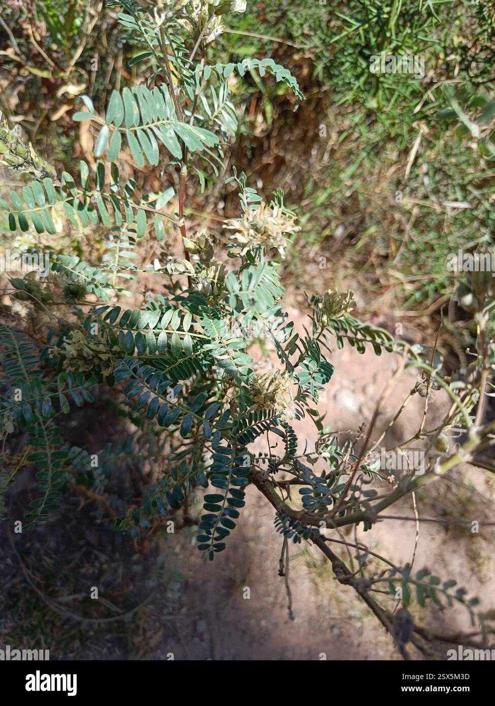 (Faboideae), Plantae, F2MX+6RC, Cusco 08003, Peru Stock Photo - Alamy