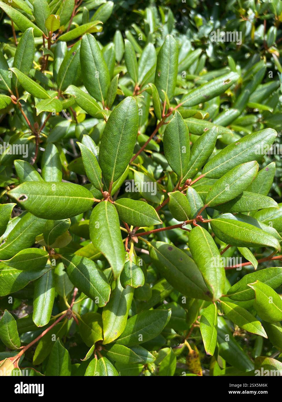 gorge rhododendron (Rhododendron minus), Plantae, Nantahala National ...