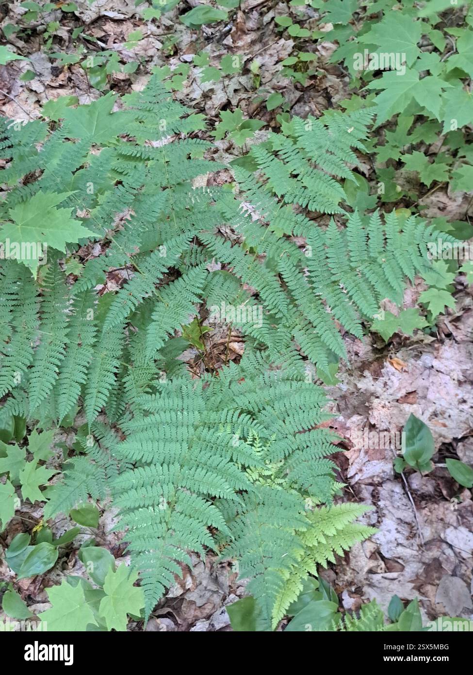 intermediate wood fern (Dryopteris intermedia), Plantae, Algoma, CA-ON ...