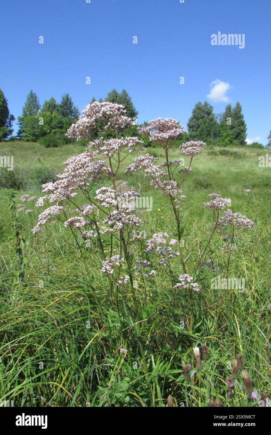 common valerian (Valeriana officinalis), Plantae, Колышлейский р-н ...