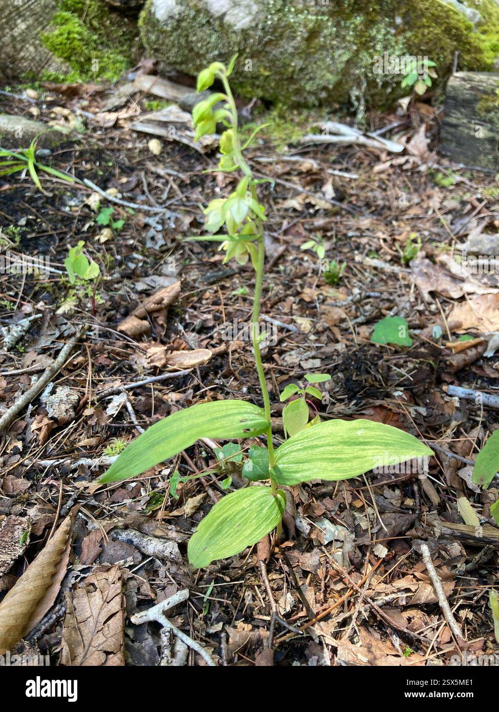 Broad-leaved helleborine (Epipactis helleborine), Plantae, The ...