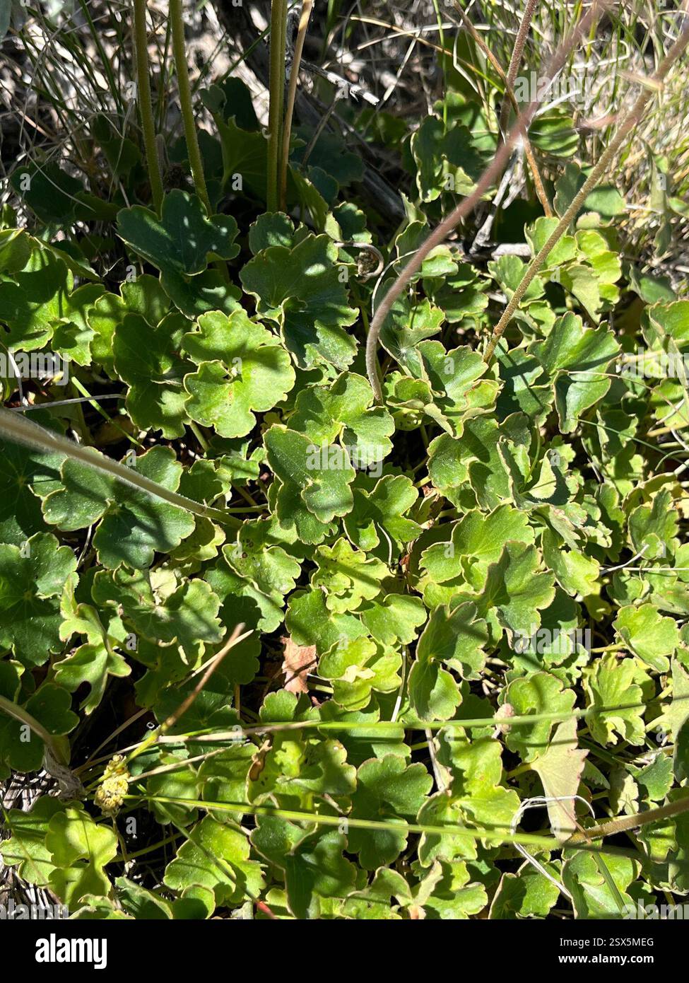 littleleaf alumroot (Heuchera parvifolia), Plantae, Cassia County, ID ...