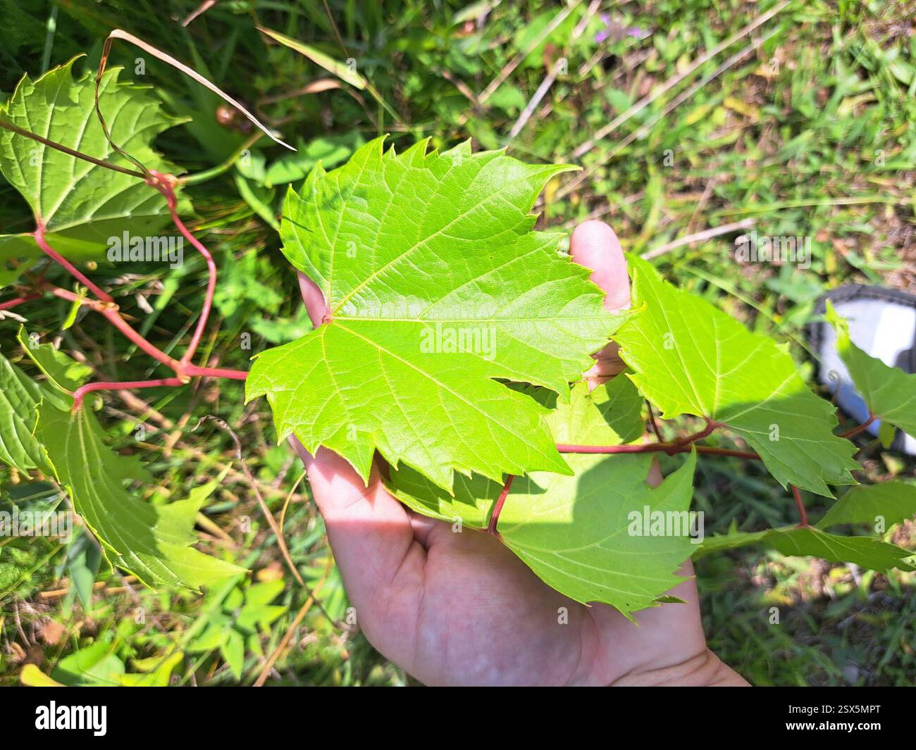 riverbank grape (Vitis riparia), Plantae, Jocelyn, ON P0R, Canada Stock ...