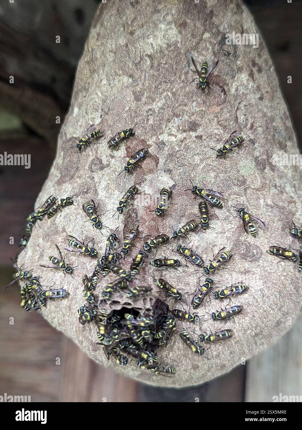 Long-waisted Honey Wasps (Polybia), Insecta, 478X+H85, Gamboa, Panama ...