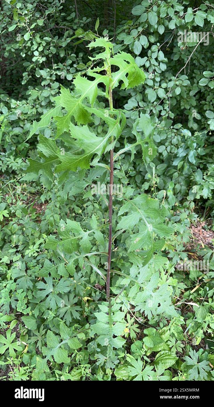 tall blue lettuce (Lactuca biennis), Plantae, Mukwonago Stock Photo - Alamy