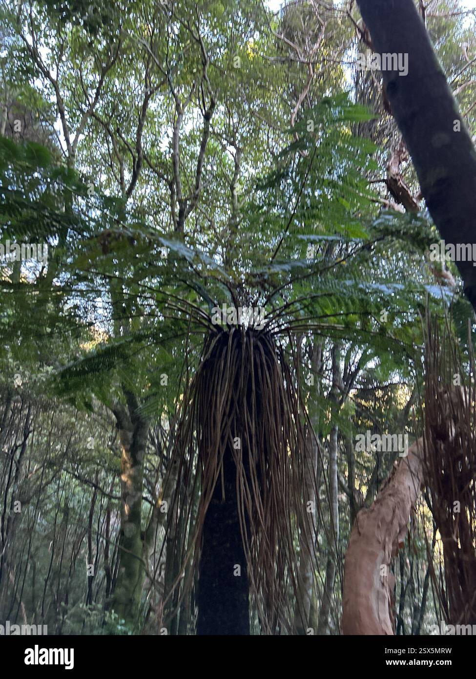 Smith's tree fern (Cyathea smithii), Plantae, Selwyn, NZ-CA, NZ Stock ...