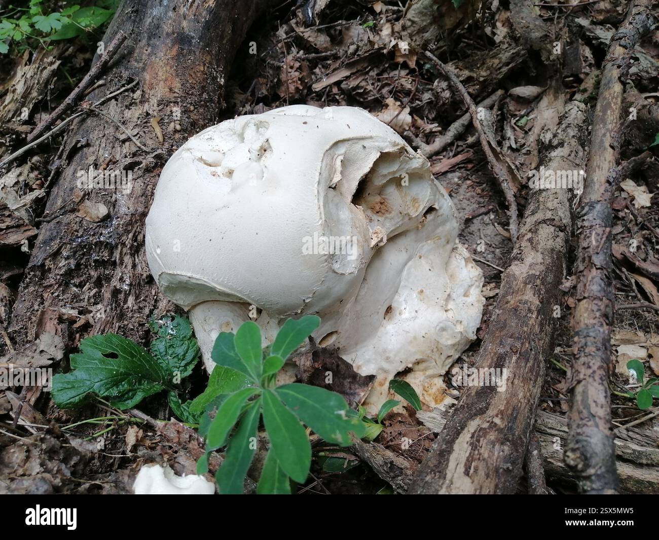giant puffball (Calvatia gigantea), Fungi, Porva, 8429 Magyarország ...