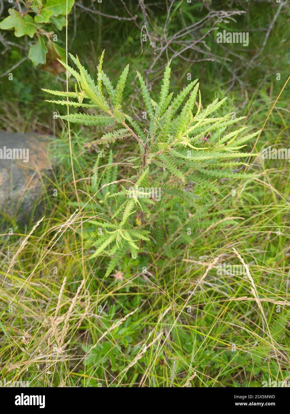 sweetfern (Comptonia peregrina), Plantae, Nantucket Stock Photo - Alamy