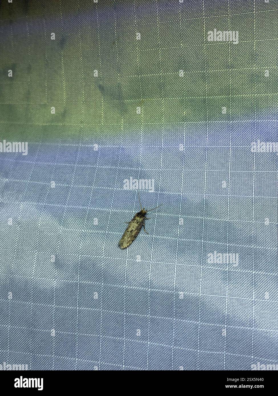 Butterflies and Moths (Lepidoptera), Insecta, The Arboretum State ...