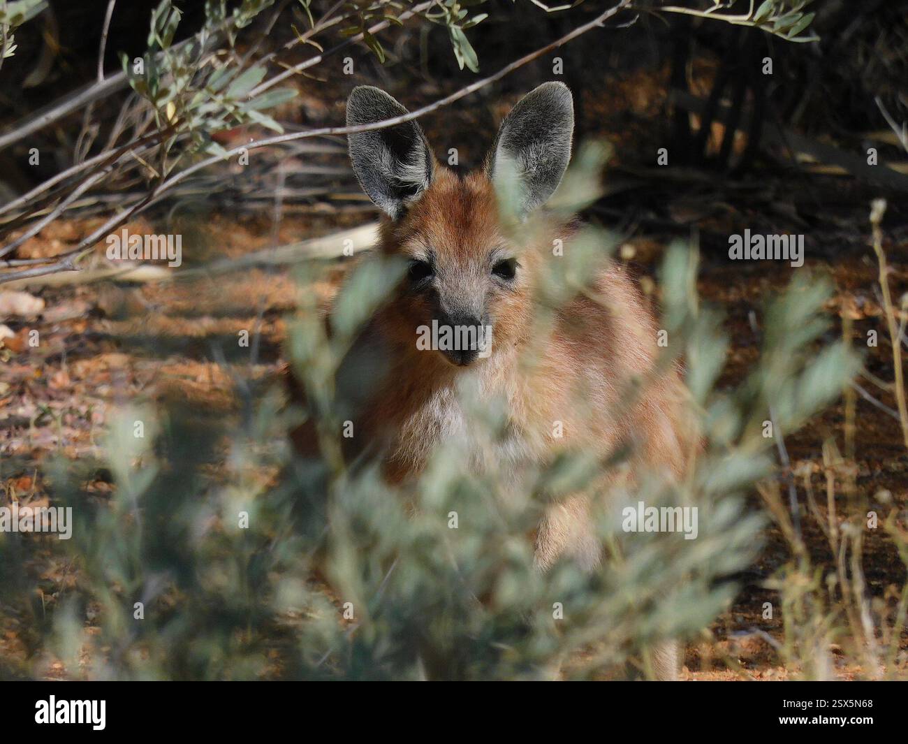 Common Wallaroo (Osphranter robustus), Mammalia, Alice Springs NT ...