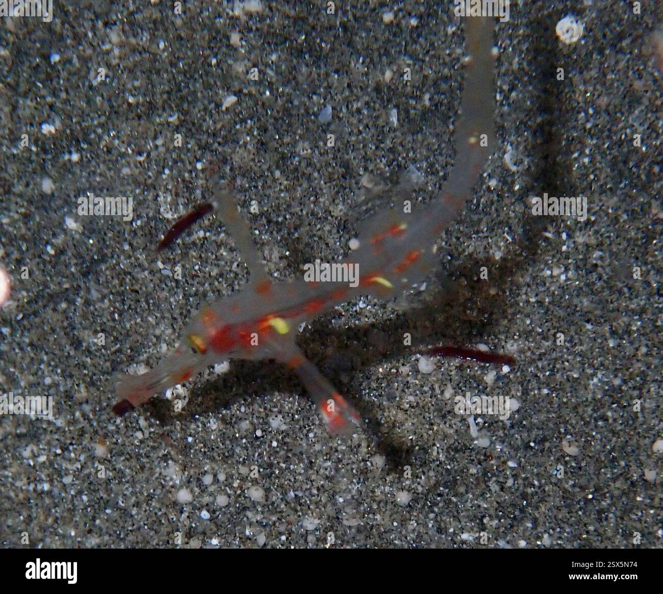 Thin Ghost Pipefish (Solenostomus leptosoma), Actinopterygii, Dibab ...