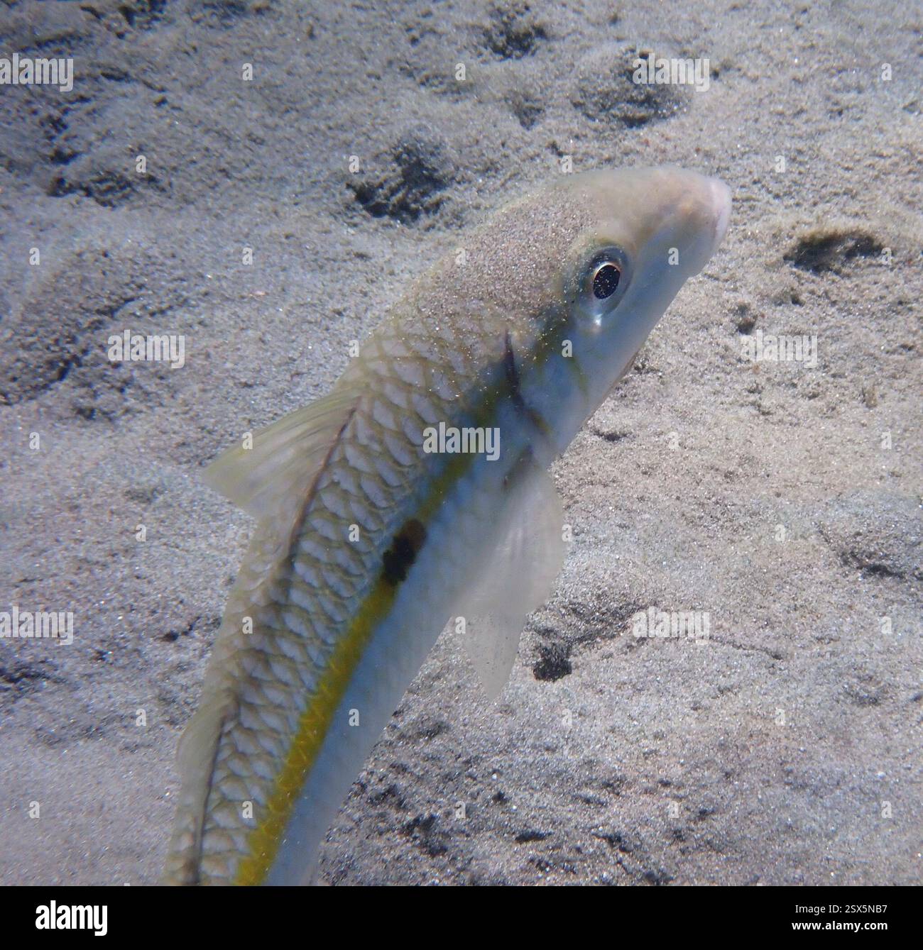 Yellowstripe Goatfish (Mulloidichthys flavolineatus), Actinopterygii ...