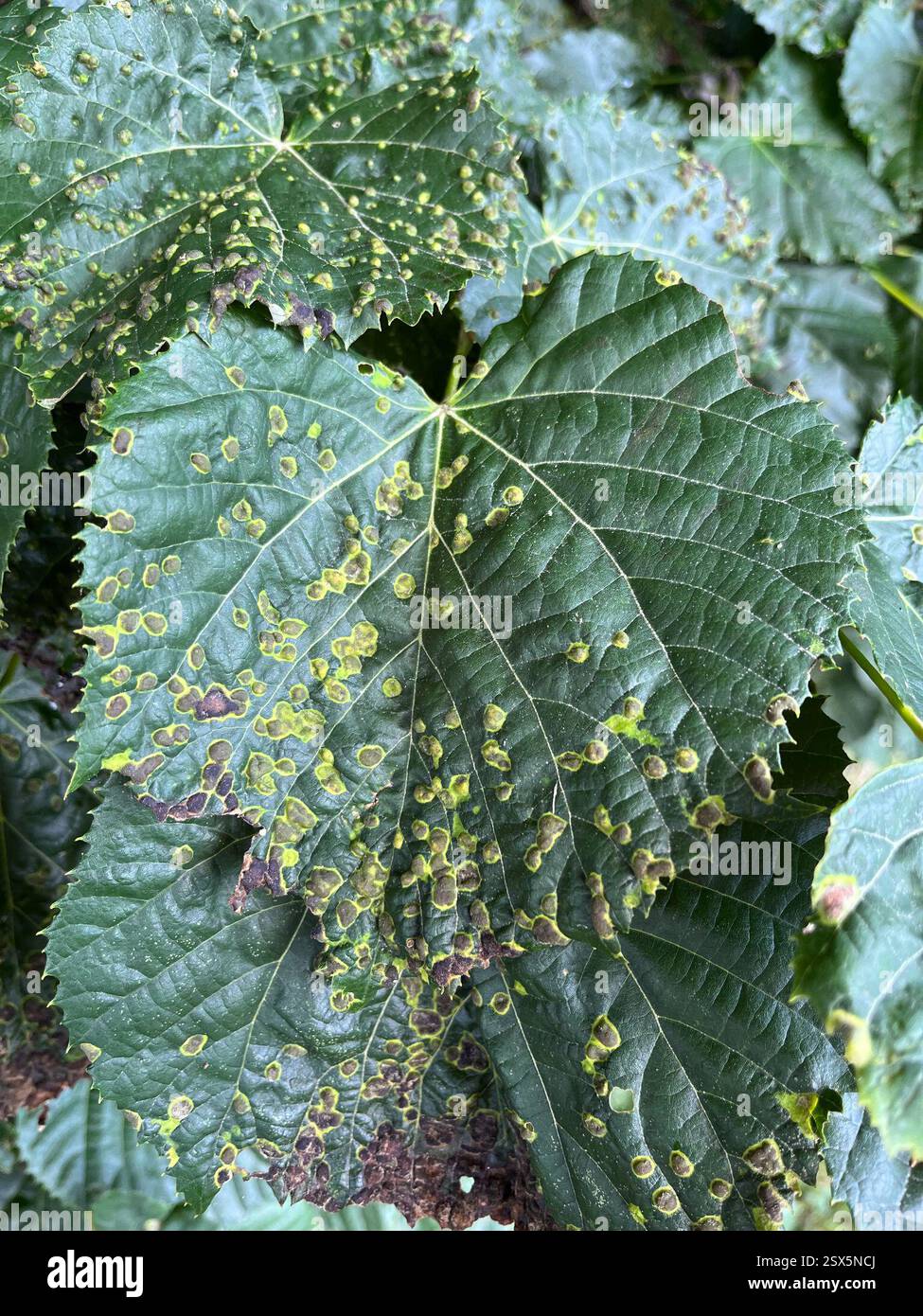 Gall and Rust Mites (Eriophyidae), Arachnida, Aird and Loch Ness Ward ...