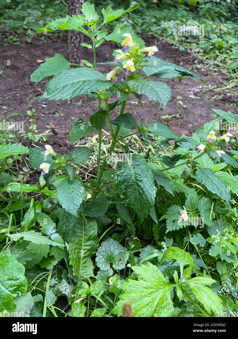 Large-flowered Hemp-nettle (Galeopsis speciosa), Plantae ...
