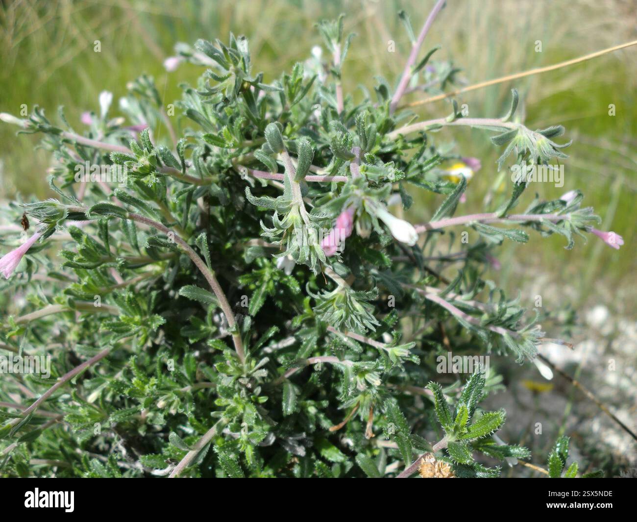 Shrubby Gromwell (Lithodora hispidula), Plantae, Paphos, Cyprus Stock ...