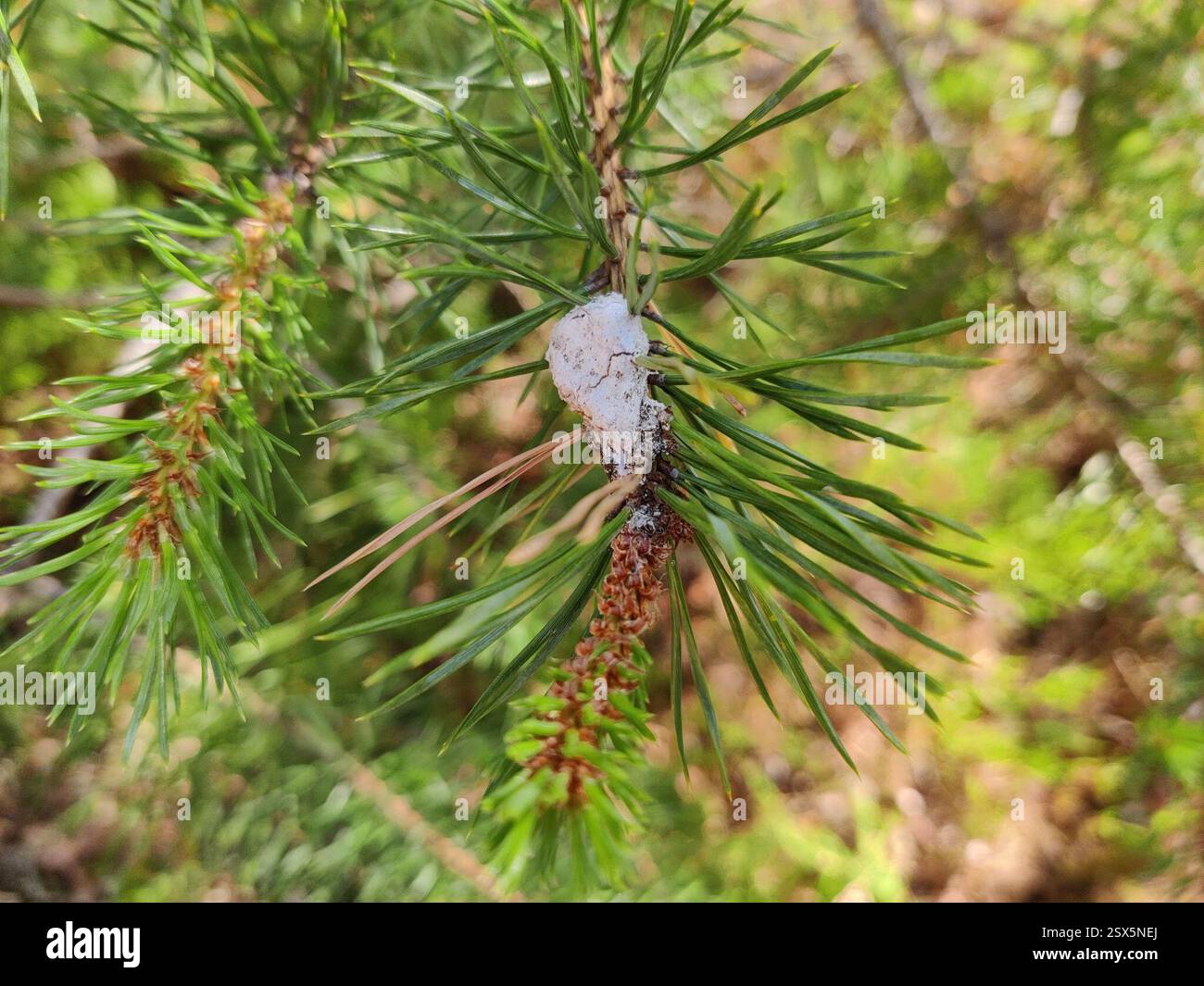 Pine Resin-gall Moth (Retinia resinella), Insecta, Southwest Finland ...