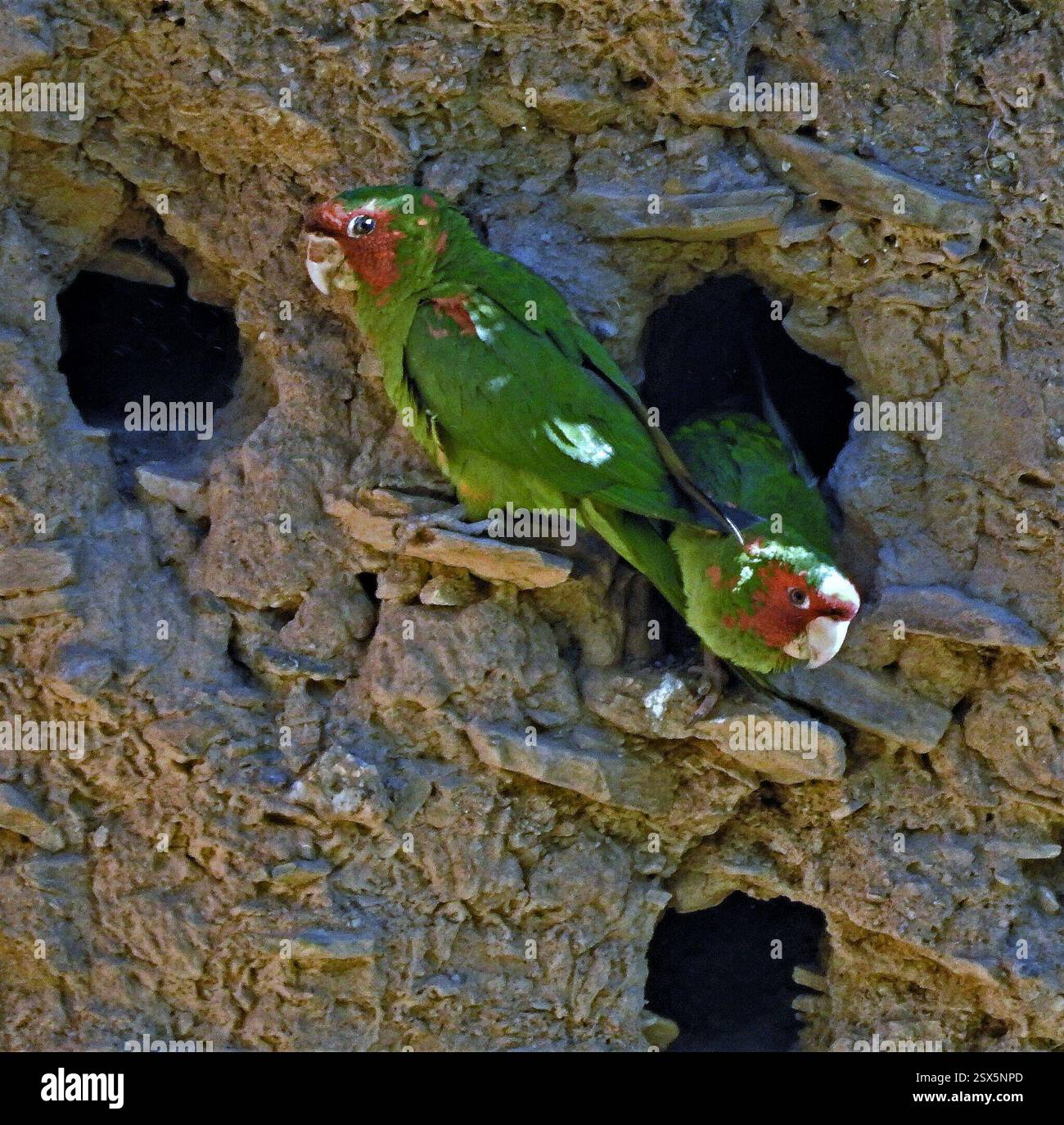 Mitred Parakeet (Psittacara mitratus), Aves, Trancas, Tucumán ...
