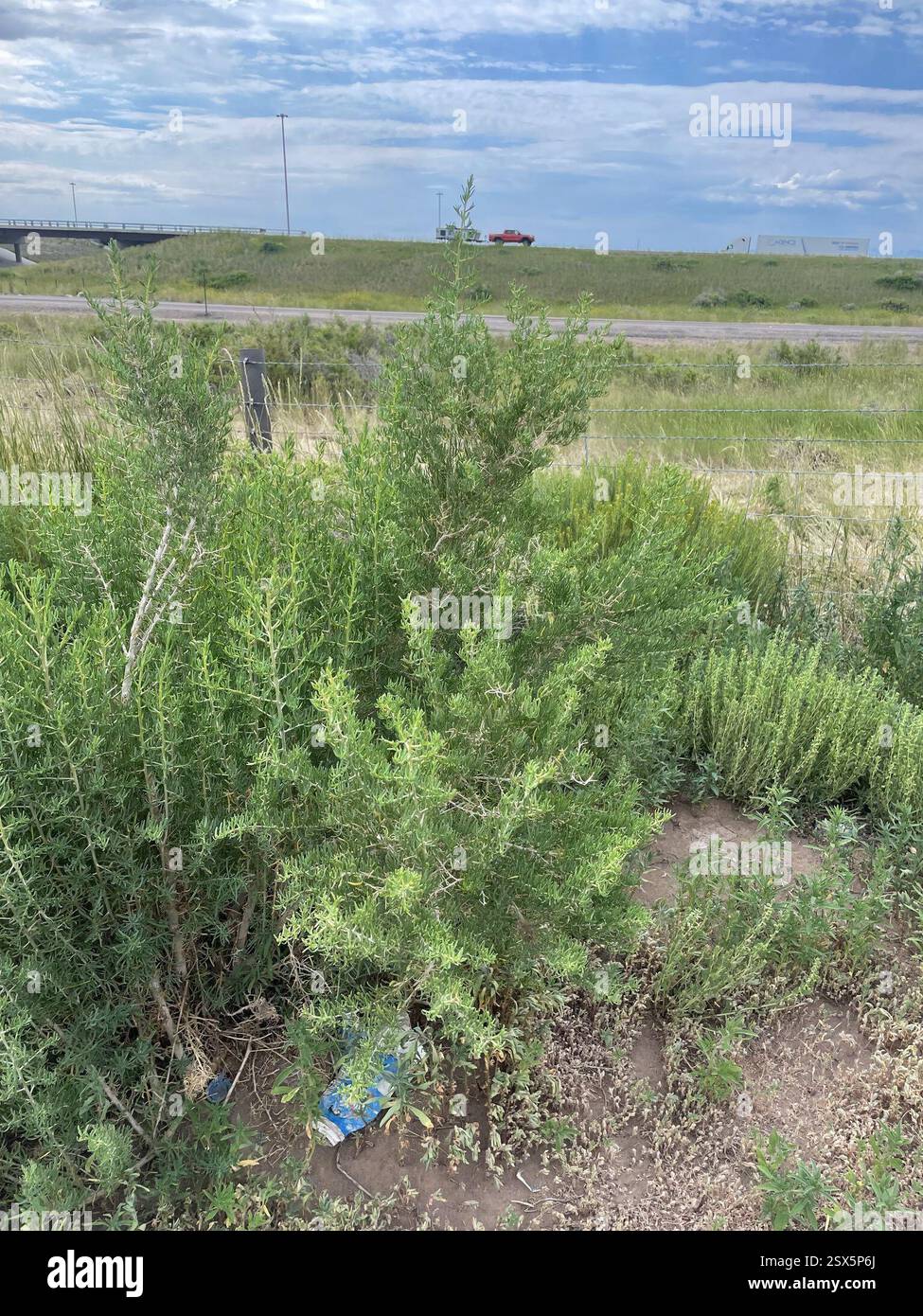 Greasewood (Sarcobatus vermiculatus), Plantae, CR-231, Lyman, WY, US ...