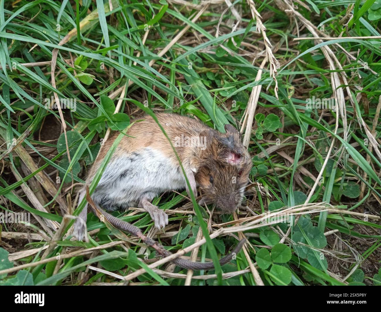 Striped Field Mouse (Apodemus agrarius), Mammalia, Пуховичский район ...