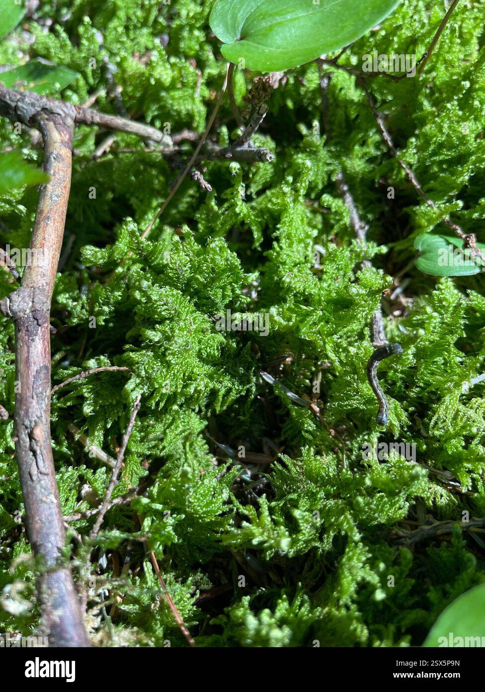 Ostrich-plume Moss (Ptilium crista-castrensis), Plantae, Killarney, ON ...