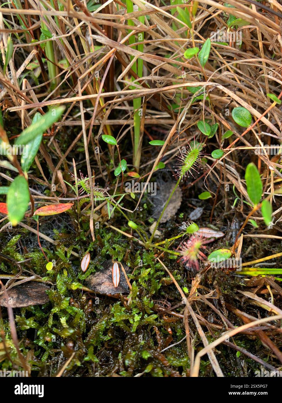 Great Sundew (Drosera anglica), Plantae, Yellowhead County, AB, CA ...