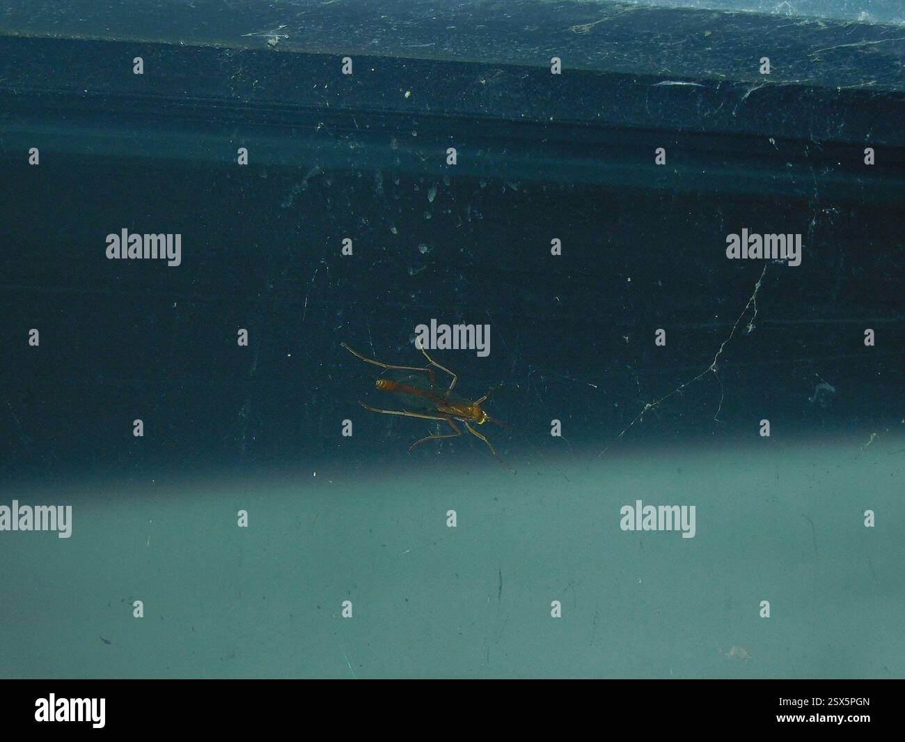 (Netelia), Insecta, Hobart TAS, Australia Stock Photo - Alamy