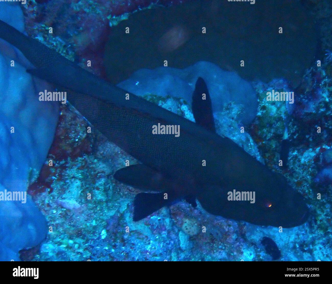 Redmouth Grouper (Aethaloperca rogaa), Actinopterygii, Red Sea, Red Sea ...
