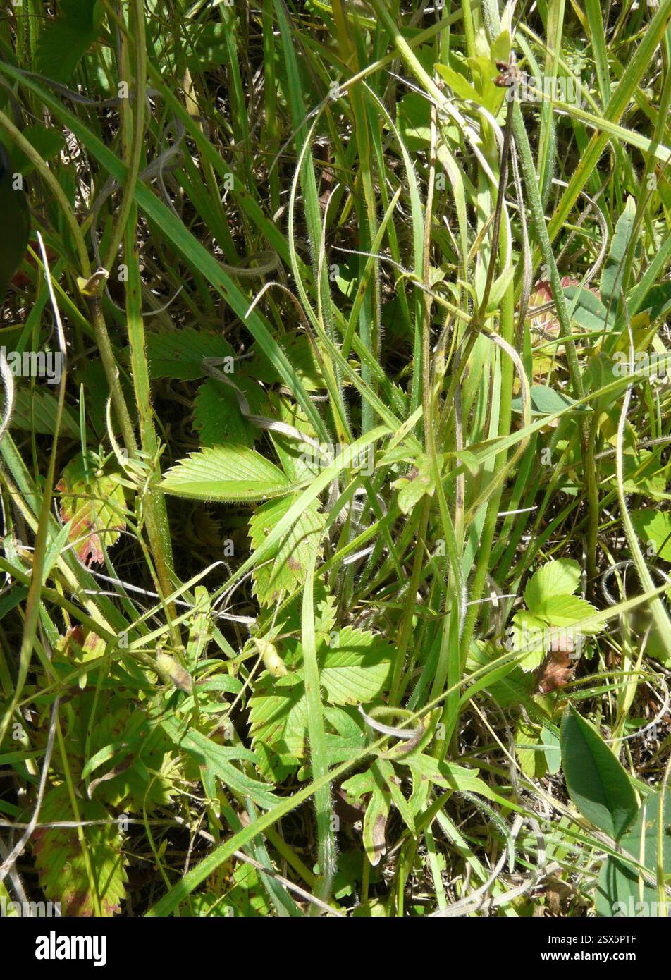 Multi-flowered Buttercup (Ranunculus polyanthemos), Plantae, Лунинский ...