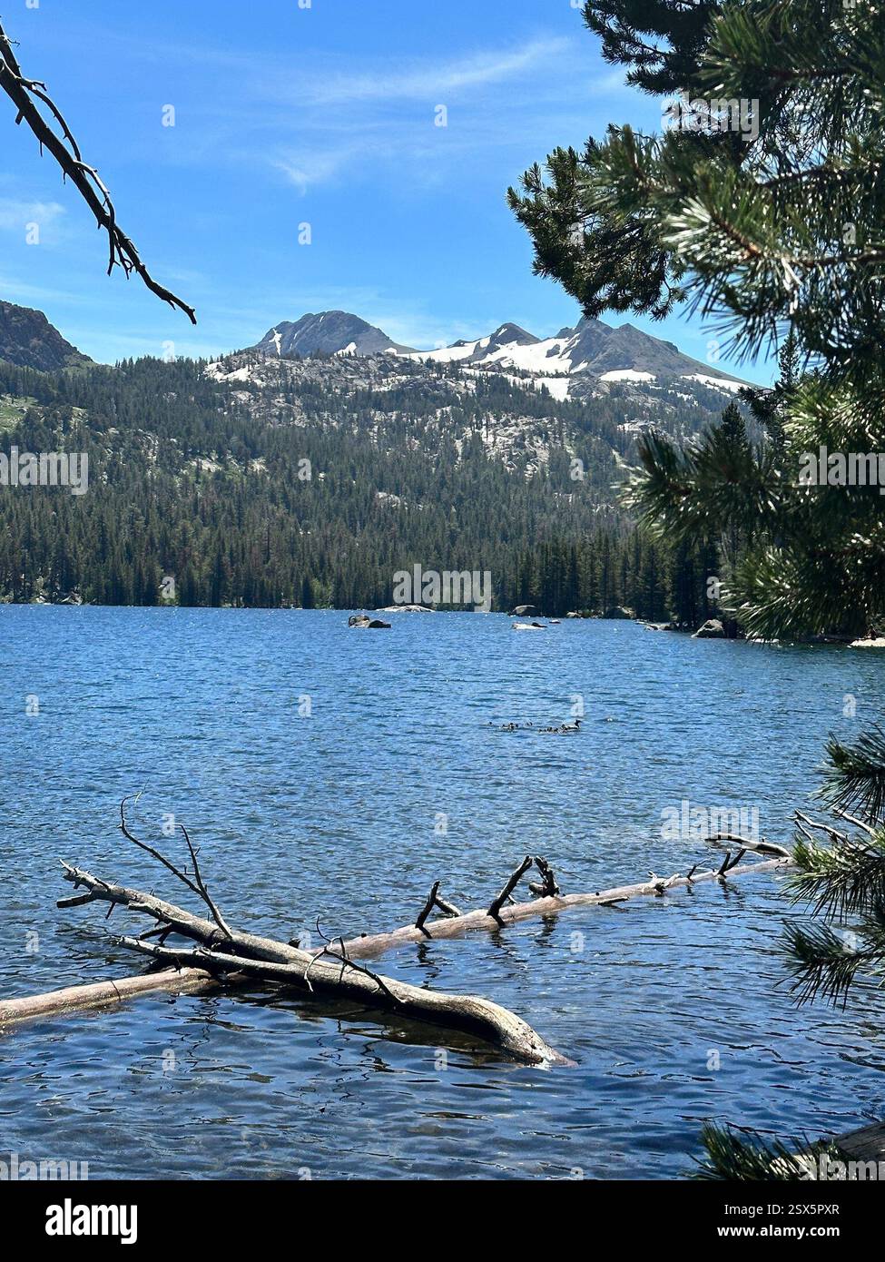 Common Merganser (Mergus merganser), Aves, Caples Lake, Kirkwood, CA ...