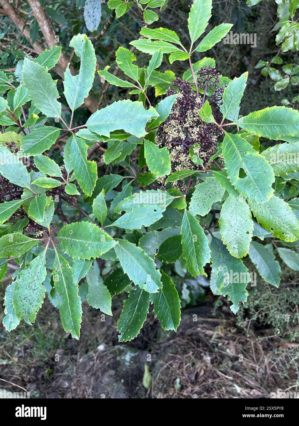five finger (Pseudopanax arboreus), Plantae, Omahu Bush Reserve, Tai ...