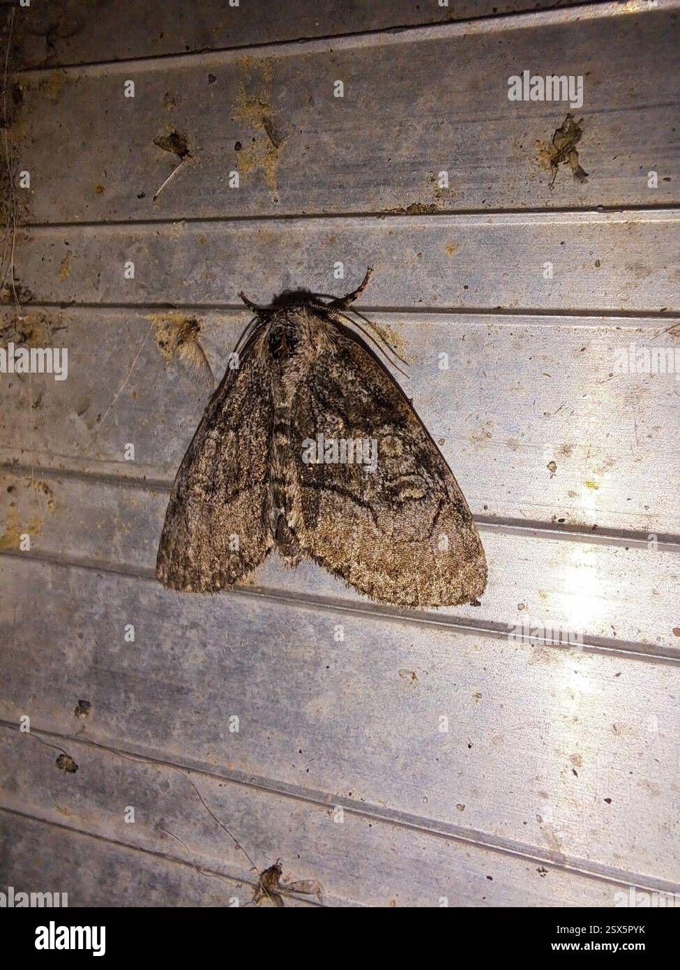 Brother Moth (Raphia frater), Insecta, Macdonald, Meredith and Aberdeen ...