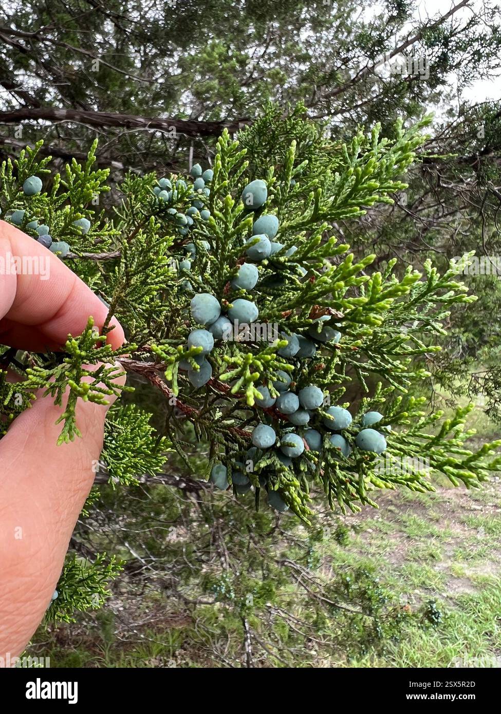 Ashe juniper (Juniperus ashei), Plantae, Bandera County, TX, USA Stock ...