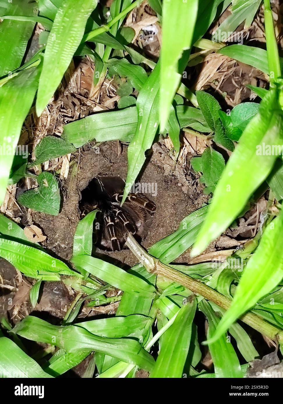 Costa Rican Striped-knee Tarantula (Aphonopelma seemanni), Arachnida ...