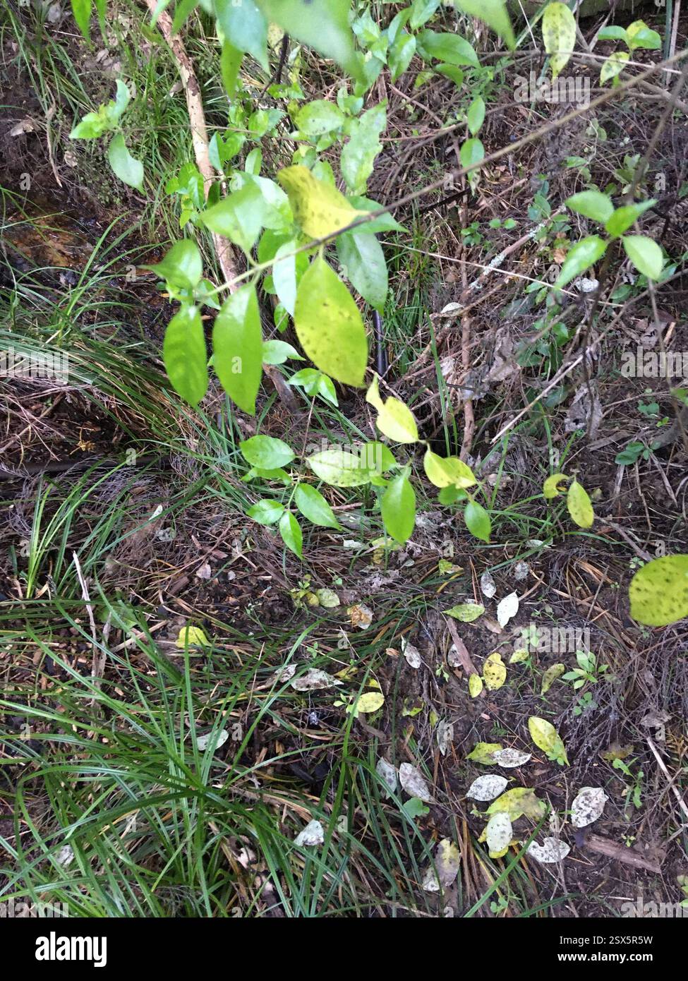 Hangehange (Geniostoma ligustrifolium ligustrifolium), Plantae, Kauri ...