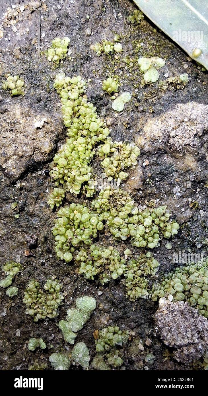 Texas Balloonwort (Sphaerocarpos texanus), Plantae, Adelaide SA 5000 ...