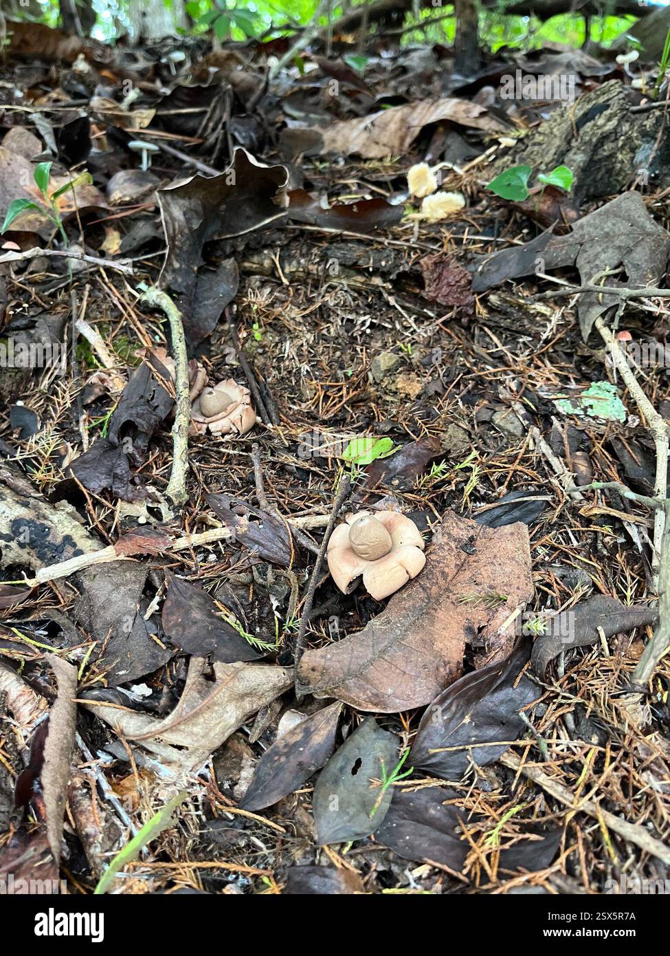 Earthstars (Geastrum), Fungi, County Road 4020, Logan, AL, US Stock ...