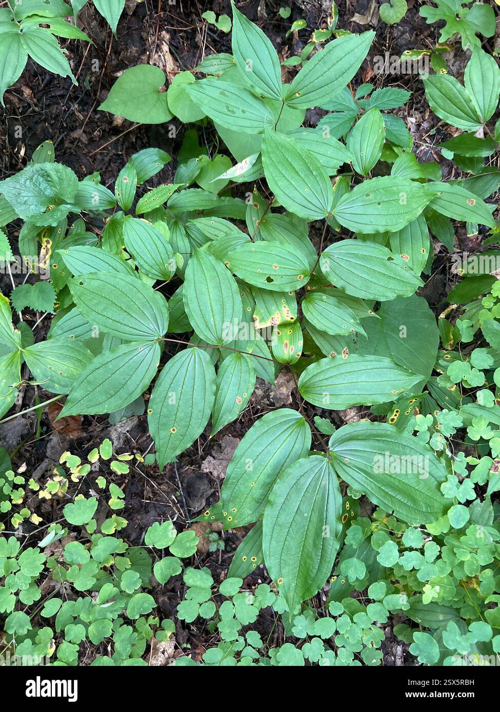 spotted mandarin (Prosartes maculata), Plantae, Nantahala National ...