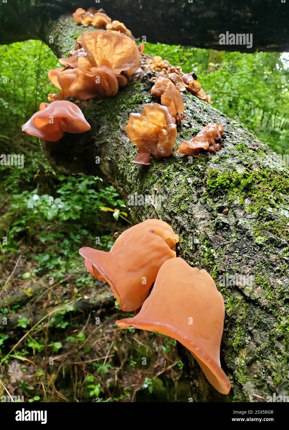 Jelly Tree Ear (Auricularia americana), Fungi, Lexington, KY 40515, USA ...