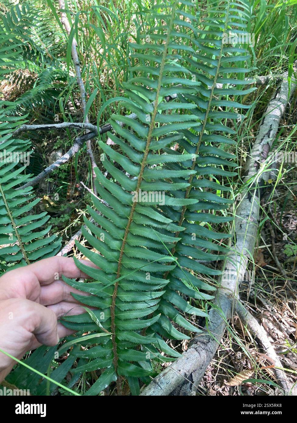 western sword fern (Polystichum munitum), Plantae, Toutle, WA, US Stock ...