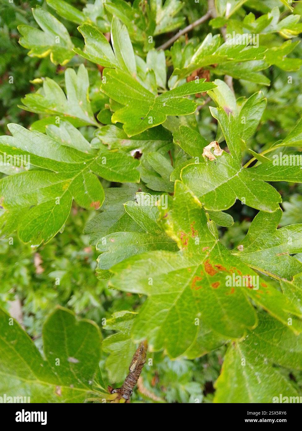 (Phyllocoptes goniothorax), Arachnida, Hall Lane, Longton, Preston PR4 ...