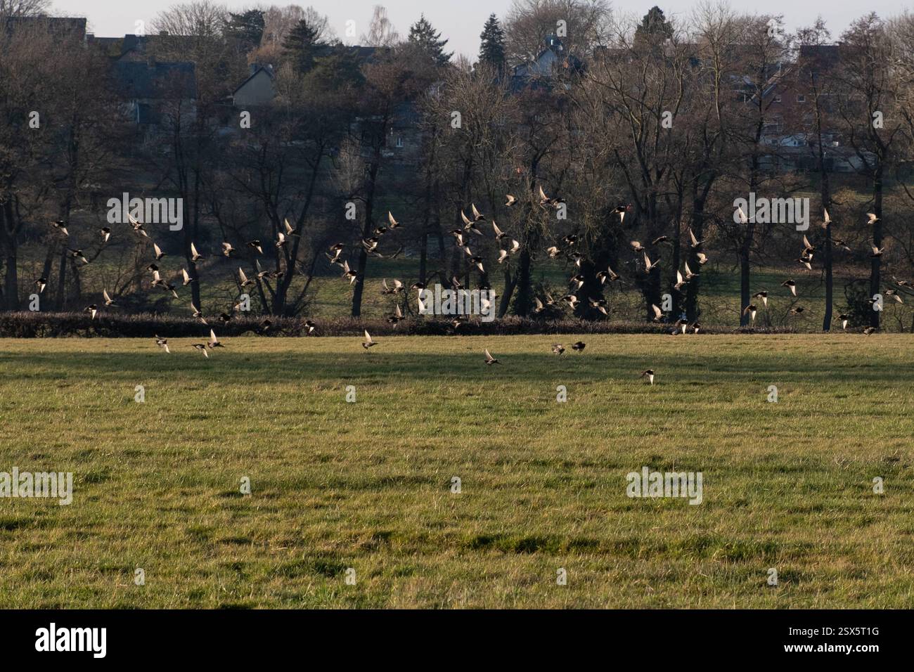 Ein Vogelschwarm fliegt ueber eine Wiese in Aachen am 18. Februar 2025 ...