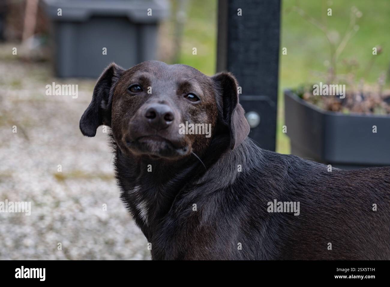 Ein kleiner schwarzer Terrier in Aachen am 20. Februar 2025. GERMANY ...