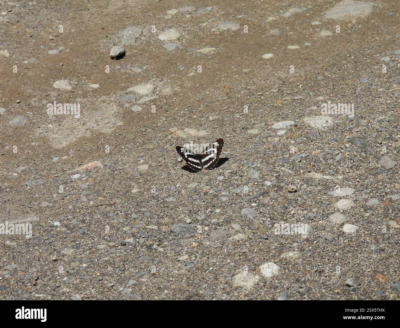 Long-streak Sailor (Neptis philyra), Insecta, Fukushima, JP Stock Photo ...
