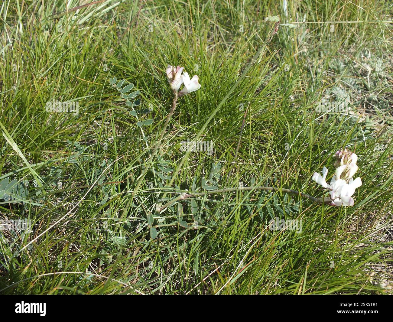 Gmelin's sweetvetch (Hedysarum gmelinii), Plantae, Ширинский р-н, Респ ...